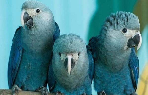 Ararinha-azul que fez sucesso no filme 'RIO' está oficialmente extinta ... Ararinha-azul que fez sucesso no filme 'RIO' está oficialmente extinta ...