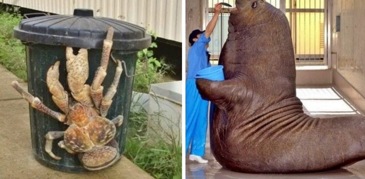 19 animais que por algum motivo acabaram crescendo mais do que o normal. 19 animais que por algum motivo acabaram crescendo mais do que o normal.