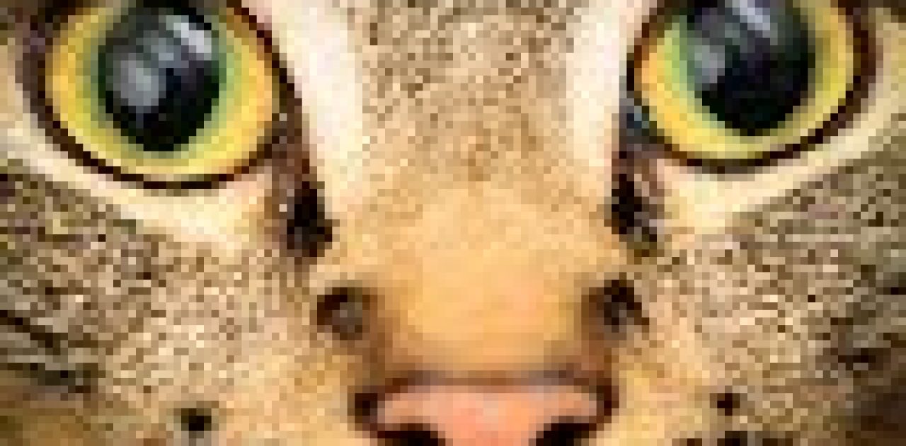 Você sabe como os animais enxergam o mundo? Você sabe como os animais enxergam o mundo?