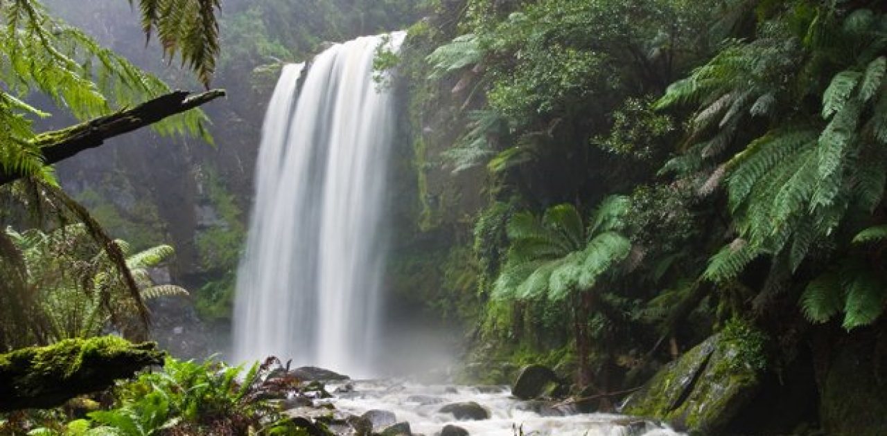 Cientistas afirmam que 'respirar a natureza' pode combater o câncer Cientistas afirmam que 'respirar a natureza' pode combater o câncer